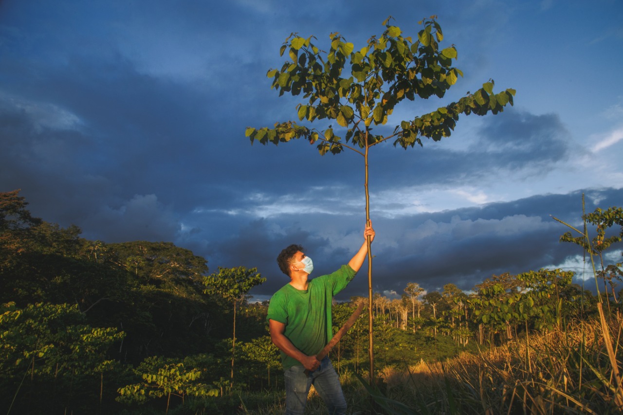 Plantaciones forestales son más de 88 mil hectáreas - Diario EP - Perú