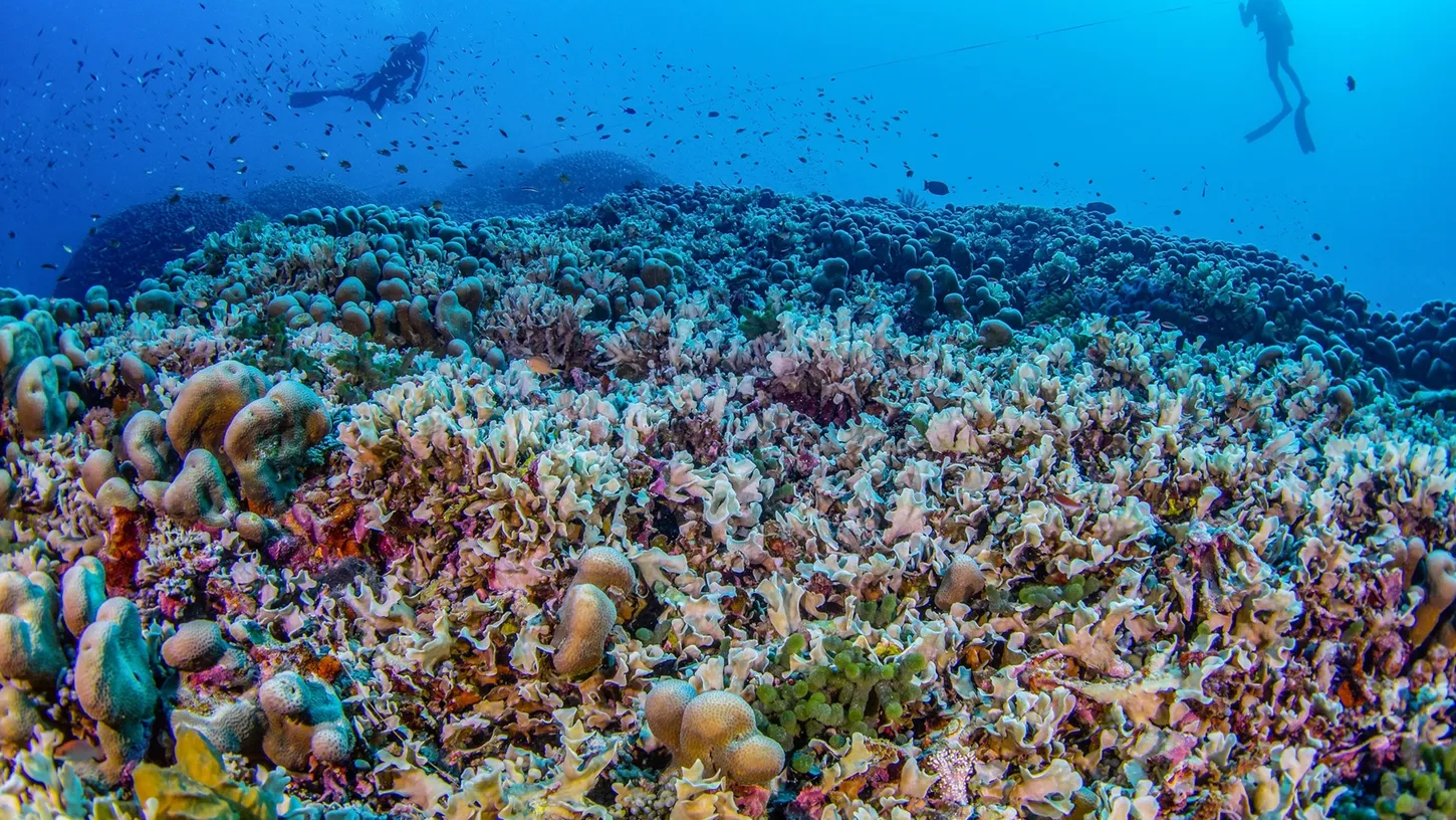 Hallan el coral más grande del mundo en el Pacífico - Diario EP - Perú